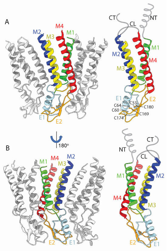 Connexin Gap Junction Channels and Hemichannels: Insights from High ...