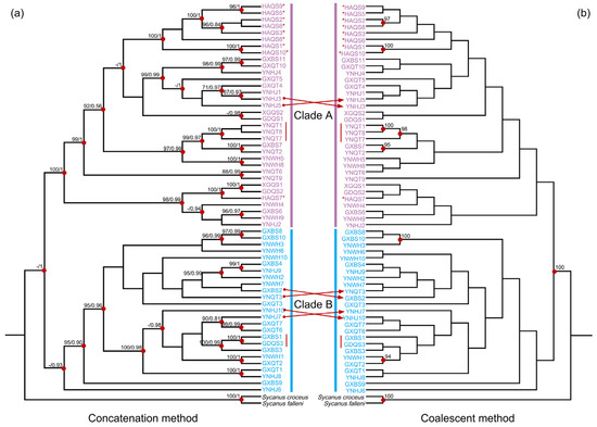 Phylogeographic Pattern of the Assassin Bug Sycanus bifidus Inferred ...