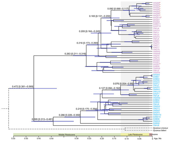 Phylogeographic Pattern of the Assassin Bug Sycanus bifidus Inferred ...