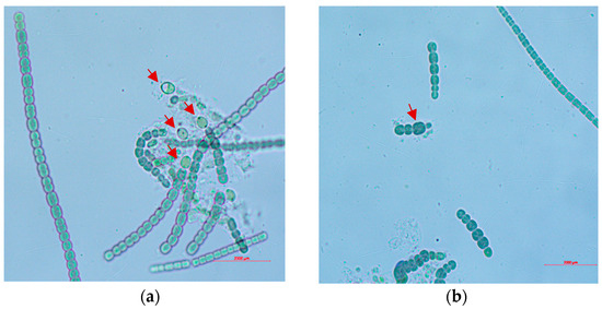 Unveiling the Cultivation of Nostoc sp. under Controlled Laboratory ...