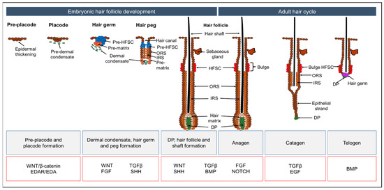 Modelling Human Hair Follicles—Lessons from Animal Models and Beyond