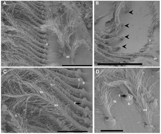 Statocyst Ultrastructure in the Norwegian Lobster (Nephrops norvegicus)