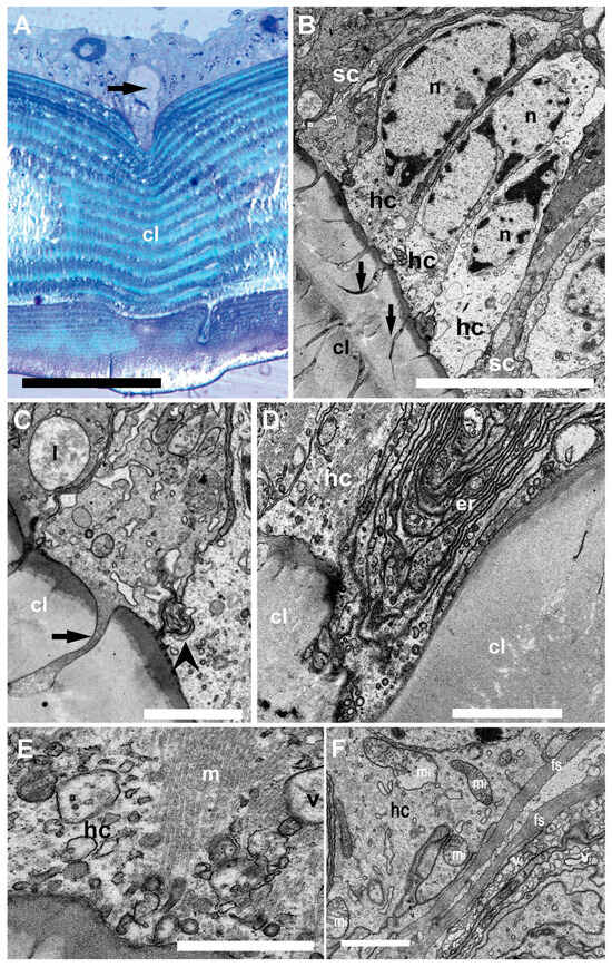 Statocyst Ultrastructure in the Norwegian Lobster (Nephrops norvegicus)