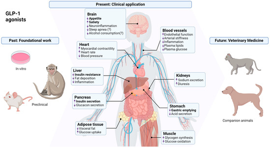 Advances in Drug Treatments for Companion Animal Obesity