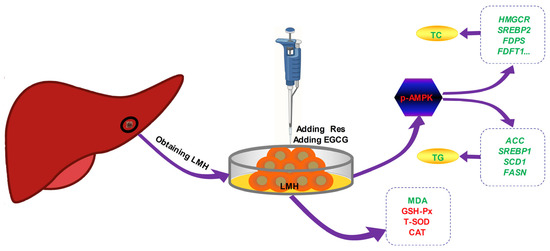 Resveratrol and (-)-Epigallocatechin-3-gallate Regulate Lipid ...
