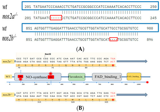 Effects of Inducible Nitric Oxide Synthase (iNOS) Gene Knockout on the ...