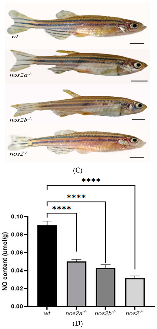 Effects of Inducible Nitric Oxide Synthase (iNOS) Gene Knockout on the ...