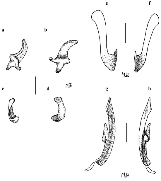 Description of a Remarkable New Skate Species of Leucoraja Malm, 1877 ...