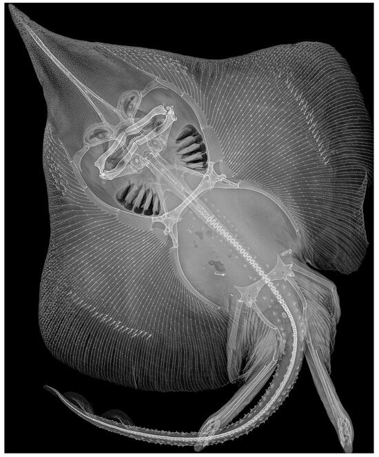 Description of a Remarkable New Skate Species of Leucoraja Malm, 1877 ...