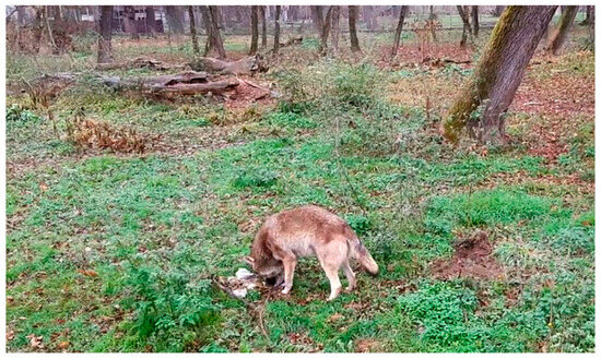 Preliminary Study of Scent Rolling in Captive Wolves (Canis lupus L ...