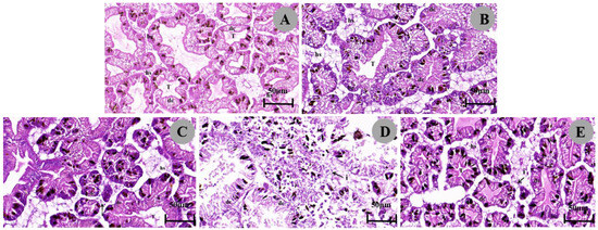 Effect of Metaldehyde on Survival, Enzyme Activities, and ...
