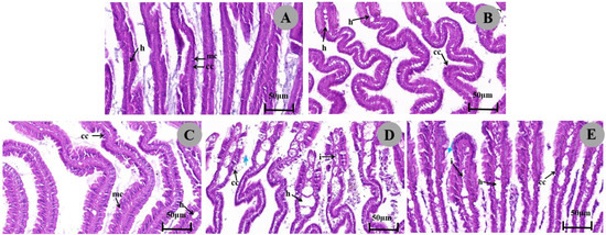 Effect of Metaldehyde on Survival, Enzyme Activities, and ...