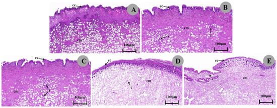 Effect of Metaldehyde on Survival, Enzyme Activities, and ...