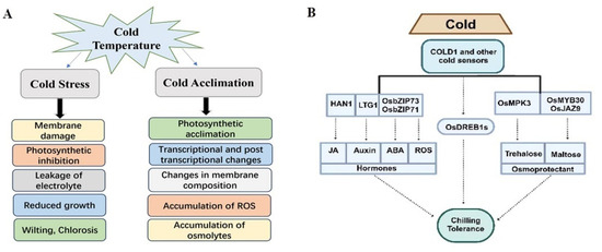 The Molecular Mechanism of Cold-Stress Tolerance: Cold Responsive Genes ...