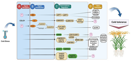 The Molecular Mechanism of Cold-Stress Tolerance: Cold Responsive Genes ...
