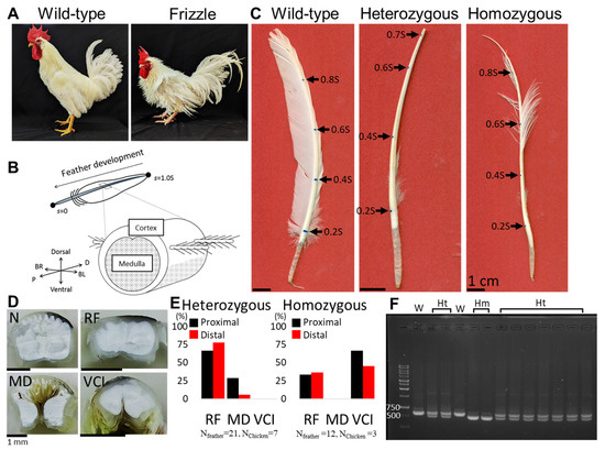 Modification of Keratin Integrations and the Associated Morphogenesis ...