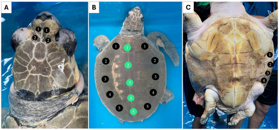 Unusual Patterns of Lateral Scutes in Two Olive Ridley Turtles and ...