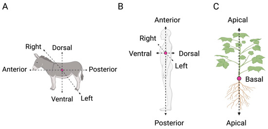 Biology | Free Full-Text | Handedness in Animals and Plants