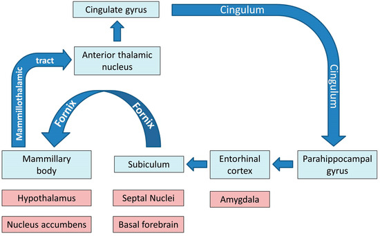 Limbic Network and Papez Circuit Involvement in ALS: Imaging and ...