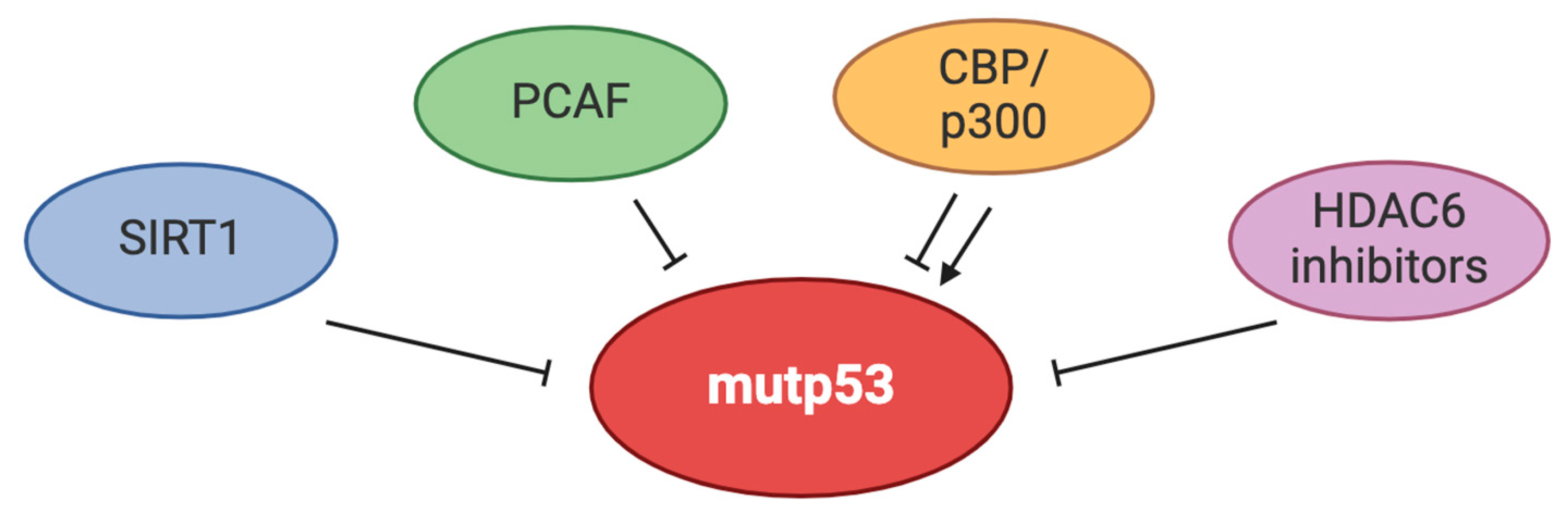 Post-Translational Modifications (PTMs) of mutp53 and Epigenetic ...