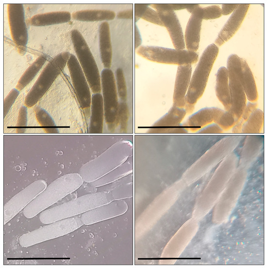 Effects of Organic Xenobiotics on Tenebrio molitor Larvae and Their ...