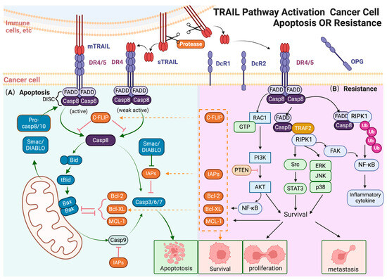 The Role of TRAIL Signaling in Cancer: Searching for New Therapeutic ...