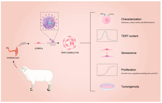 Immortalization of Mesenchymal Stem Cell Lines from Sheep Umbilical ...