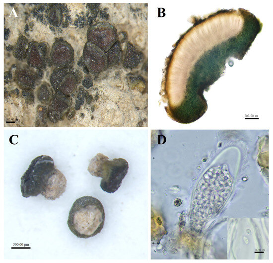 Three New Species and a New Record of the Lichen Genus Peltula ...