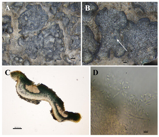 Three New Species and a New Record of the Lichen Genus Peltula ...
