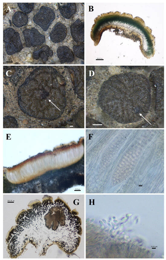 Three New Species and a New Record of the Lichen Genus Peltula ...