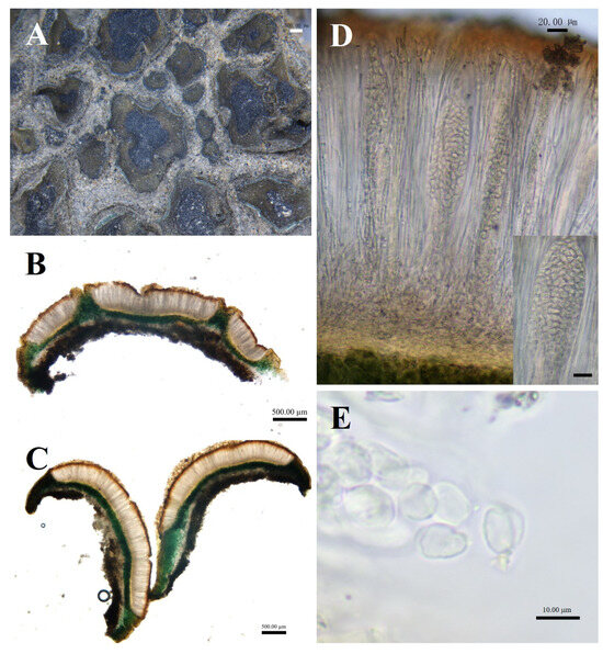Three New Species and a New Record of the Lichen Genus Peltula ...