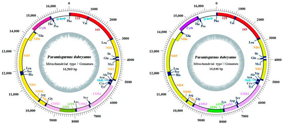 Paternal Mitochondrial DNA Leakage in Natural Populations of Large ...