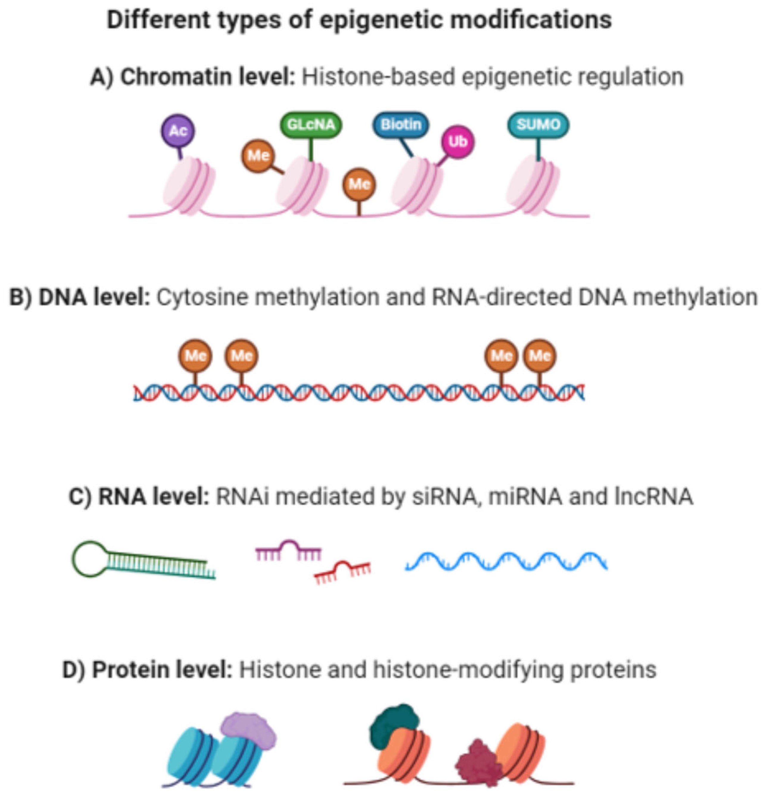 Biology | Free Full-Text | Deciphering Depression: Epigenetic ...