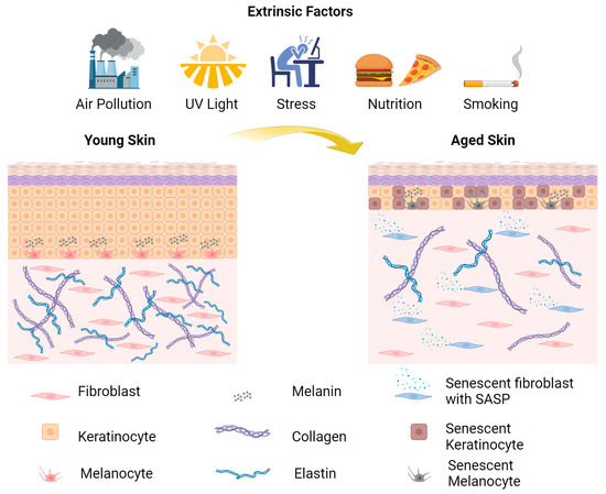 Mechanisms of Senescence and Anti-Senescence Strategies in the Skin