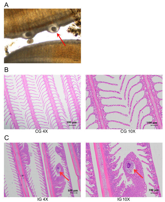 Whole-Transcriptome Analysis Reveals Potential CeRNA Regulatory ...