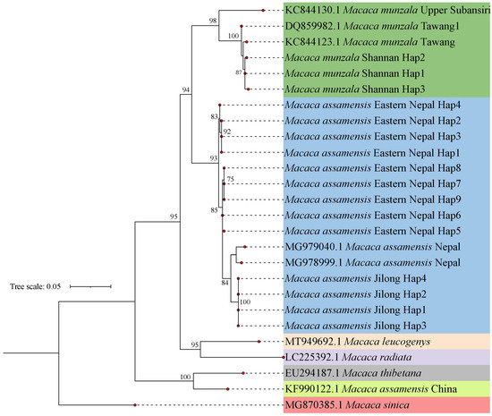 Phylogeography of the Sinica Group of Macaques in the Himalayas ...