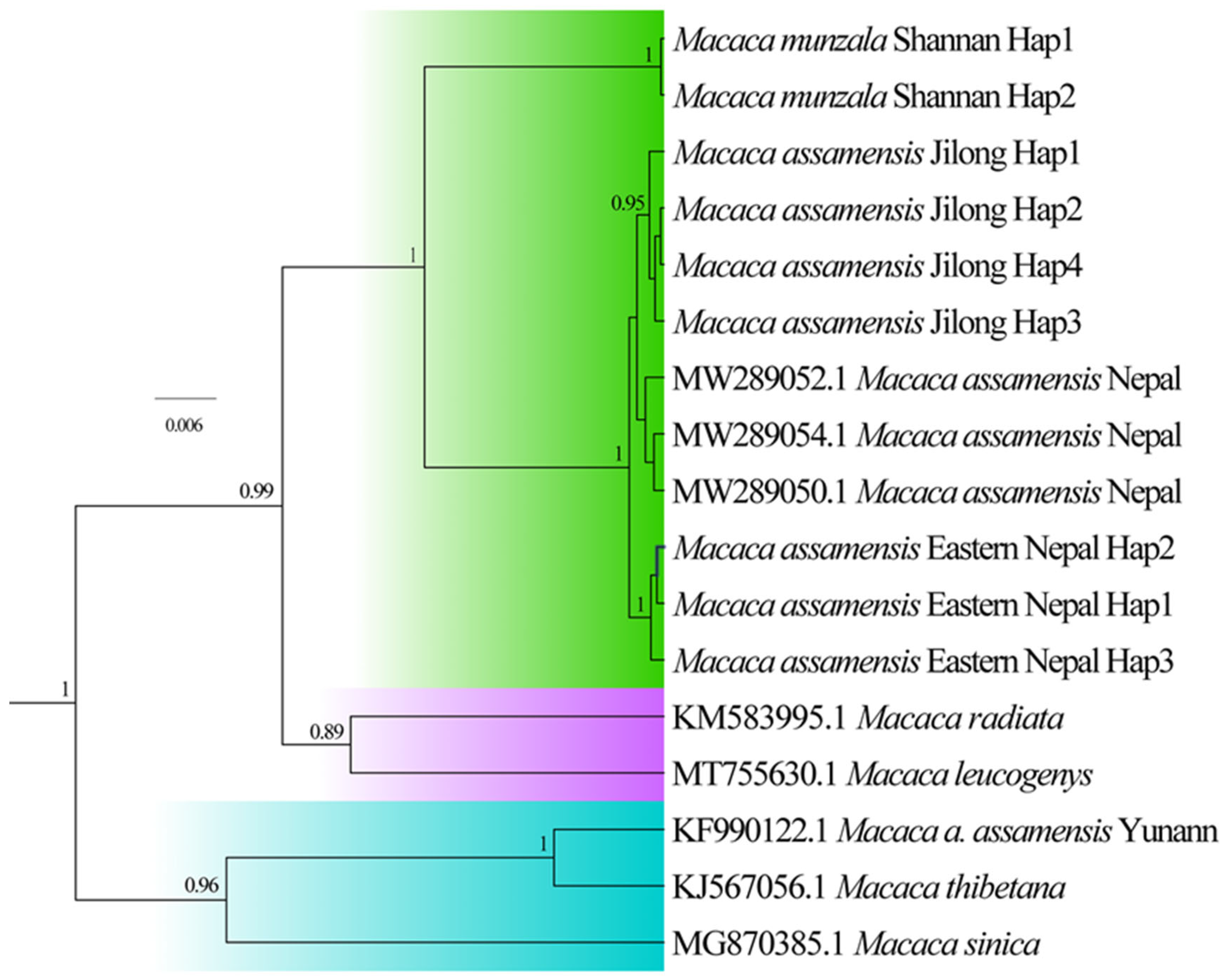 Phylogeography of the Sinica Group of Macaques in the Himalayas ...