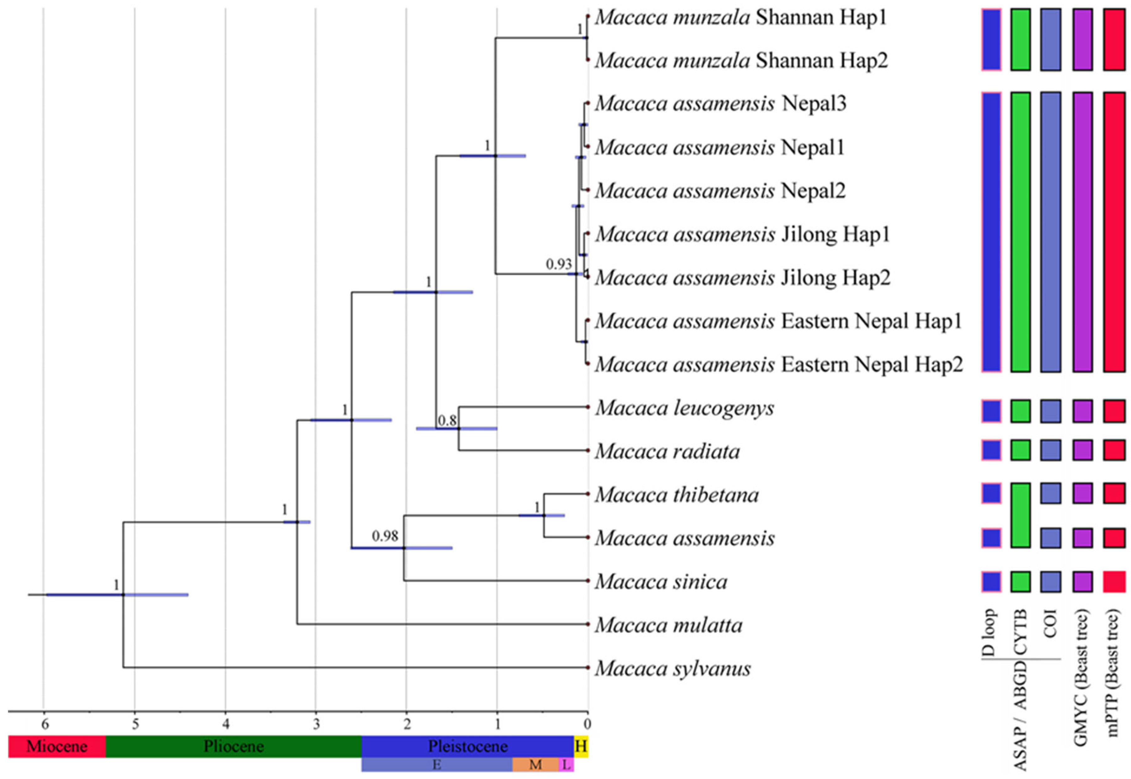 Phylogeography of the Sinica Group of Macaques in the Himalayas ...