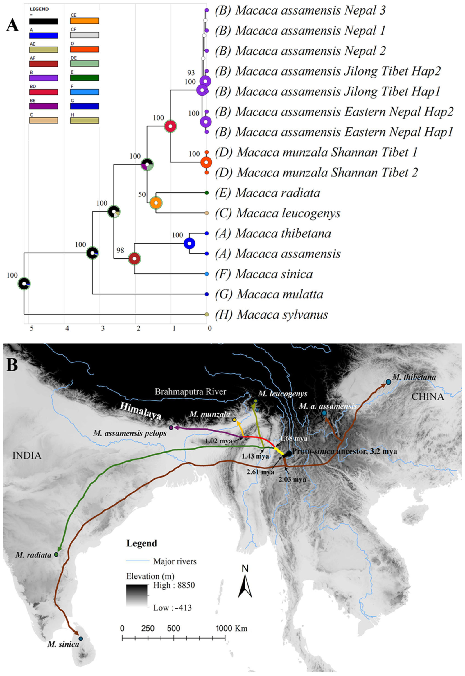 Phylogeography of the Sinica Group of Macaques in the Himalayas ...