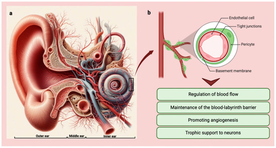 The Role of Pericytes in Inner Ear Disorders: A Comprehensive Review