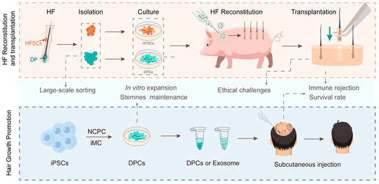 Dermal Papilla Cells: From Basic Research to Translational Applications