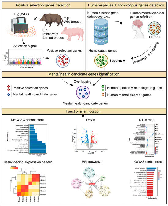 MeHA: A Computational Framework in Revealing the Genetic Basis of Animal Mental Health Traits ...