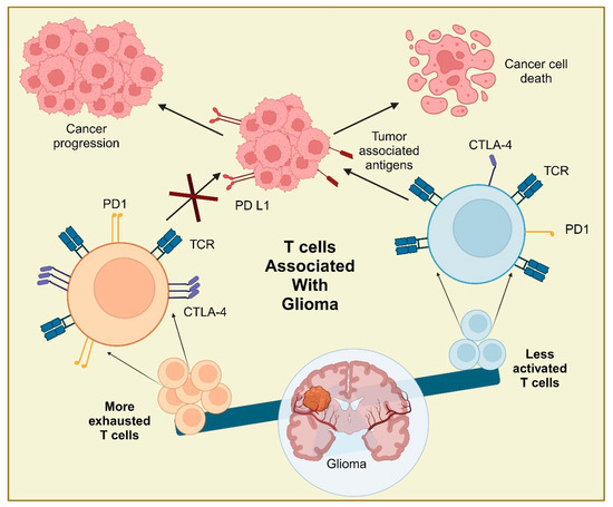 Role of T Lymphocytes in Glioma Immune Microenvironment: Two Sides of a ...