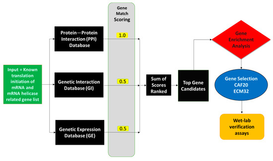 Investigating the Activities of CAF20 and ECM32 in the Regulation of PGM2 mRNA Translation