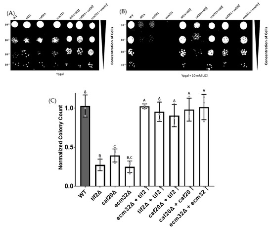 Investigating the Activities of CAF20 and ECM32 in the Regulation of PGM2 mRNA Translation