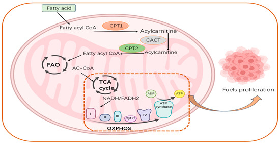 The Role of the CPT Family in Cancer: Searching for New Therapeutic ...