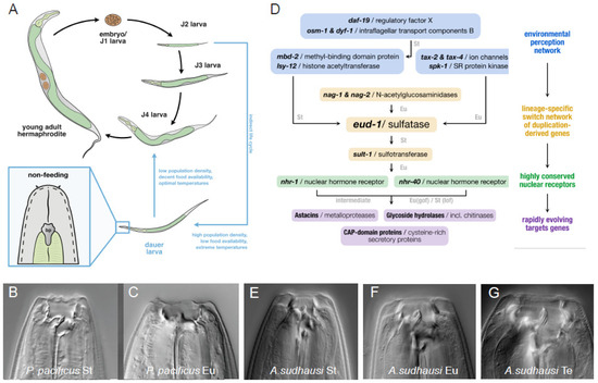 The Role of Epigenetic Switches in Polyphenism Control: Implications ...