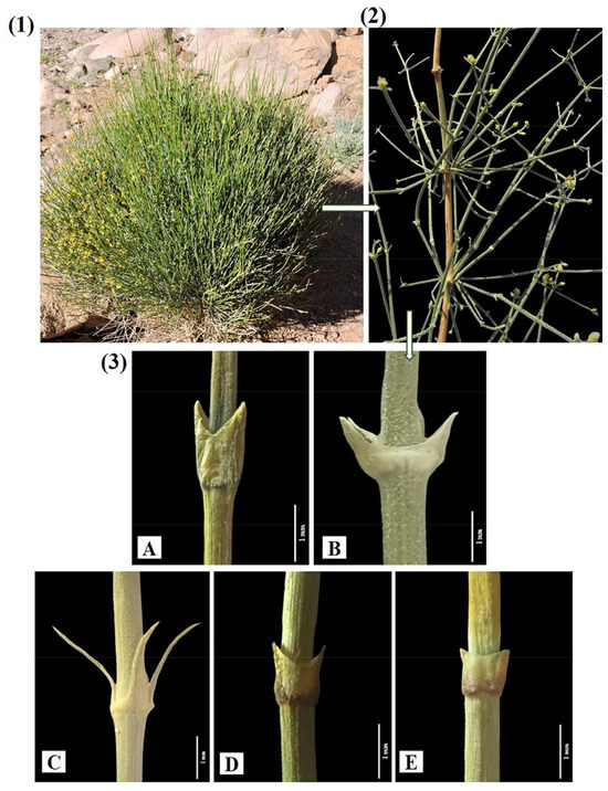 Anatomical Tool as Additional Approach for Identifying Pharmaceutically ...