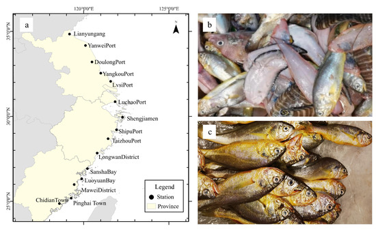 Large and Small Yellow Croakers Feeding and Living Together Make Large ...