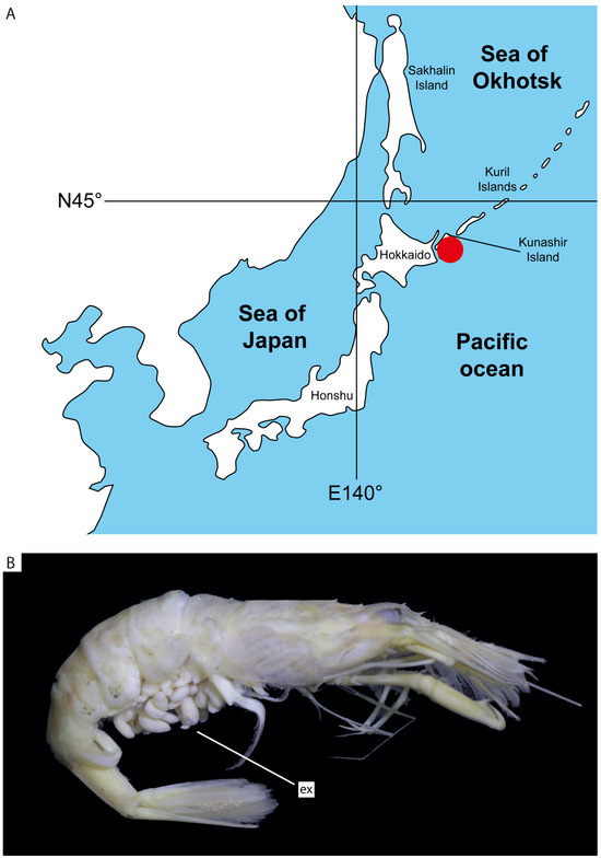 Internal Morphology and Phylogenetic Position of Mycetomorpha ...